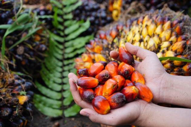 What is sustainable palm oil and where can you buy it? | Mumsnet
